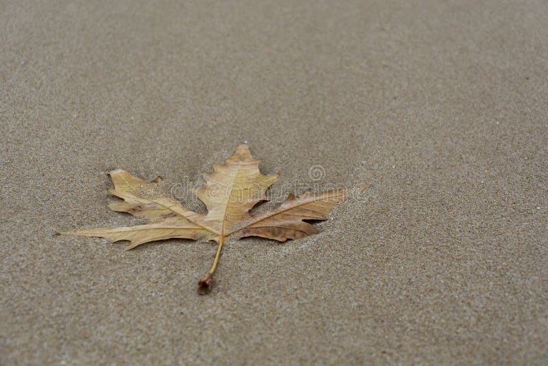 Single leave on the beach stock image. Image of isolated - 106740737