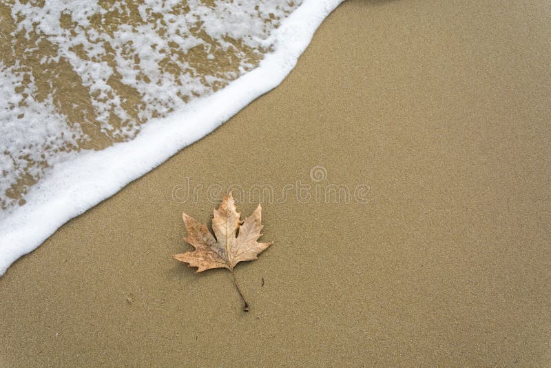Single leave on the beach stock photo. Image of beautiful - 106667614