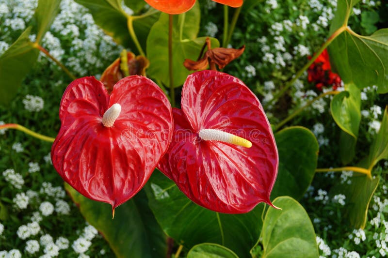 Single leave spathiphyllum stock image. Image of botanical - 169698697