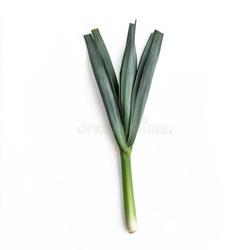 A Single Leek with Green Leaves, Isolated on a White Background, Stock ...