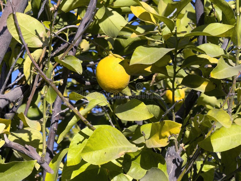 Lemon Fruit stock photo. Image of trees, berry, produce - 260013960