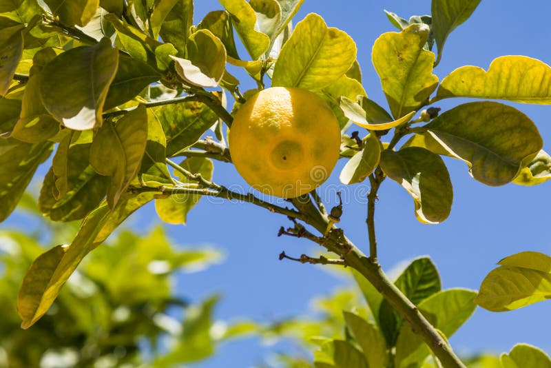Lemon ripening stock photo. Image of yellow, bunch, green - 25791522