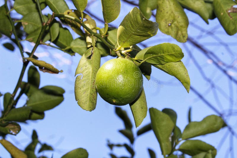 A Single Lemon Still Remains on the Lemon Tree. Stock Photo - Image of ...