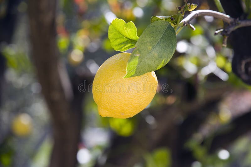 A lemon stock image. Image of fresh, nature, diet, closeup - 30118191