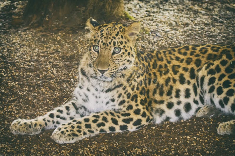 Single Leopard at ground stock photo. Image of wildlife - 109210018