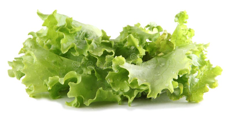 Single Lettuce Royalty Free Stock Images - Image: 10068439