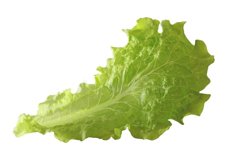 Single Lettuce Leaf stock image. Image of organic, plant - 125630899