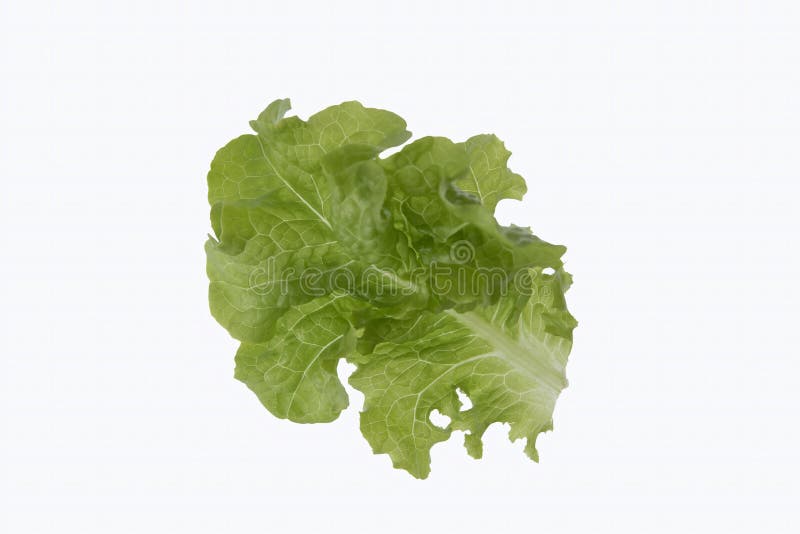 Single lettuce leaf stock photo. Image of health, produce - 251579462