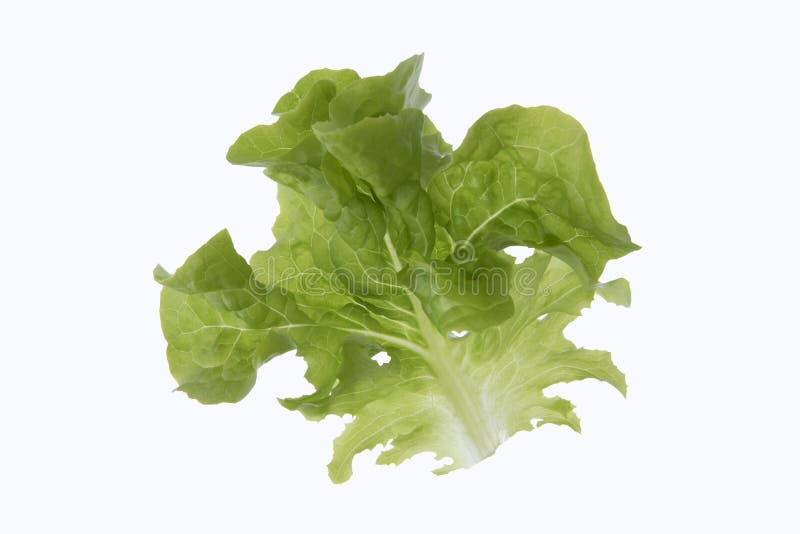 Single lettuce leaf stock photo. Image of health, produce - 251579462