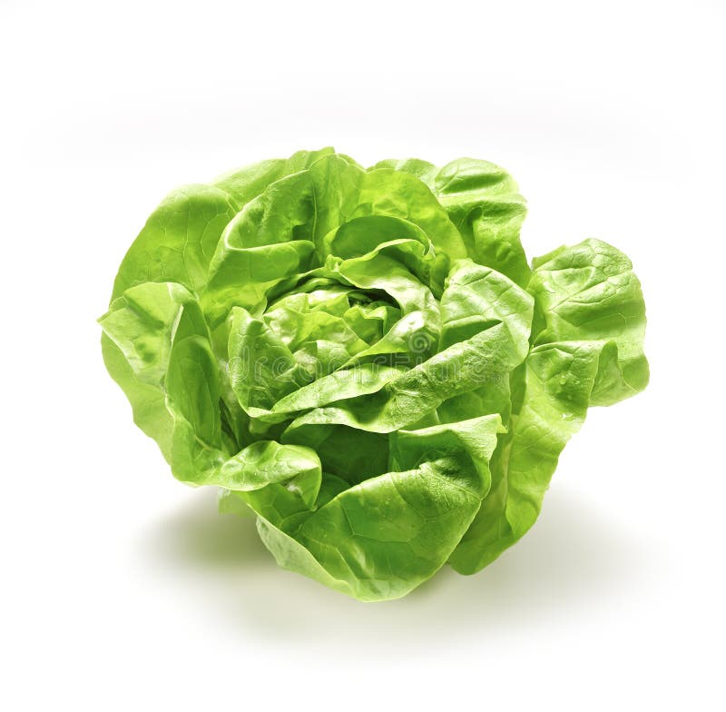 Single Lettuce Leaf on a Plate Stock Image - Image of loss, leaf: 5822335