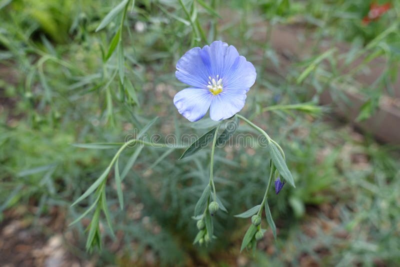 Single Light Blue Flower of Common Flax Stock Photo - Image of petal ...
