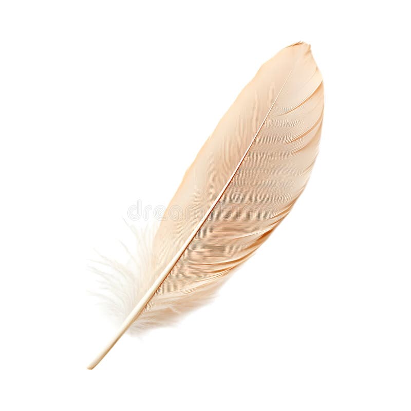 Single Light Brown Feather Isolated on White Against Transparent ...