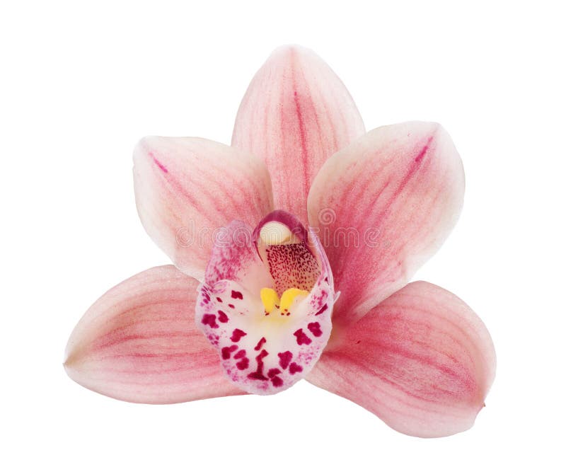 Single Light Pink Bloom of Orchid on White Stock Image - Image of ...