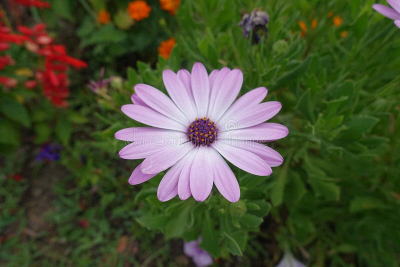 Single Pink Flower of African Daisy in August Stock Image - Image of ...