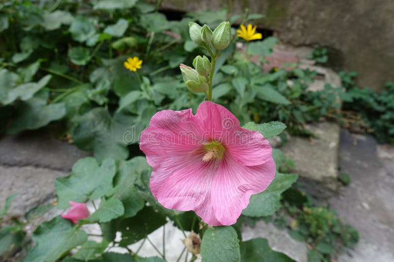 Single Light Pink Flower of Common Hollyhock in August Stock Photo ...