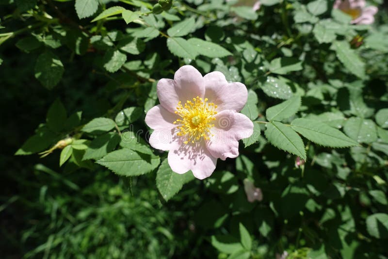 Single Light Pink Flower of Dog Rose Stock Photo - Image of light ...