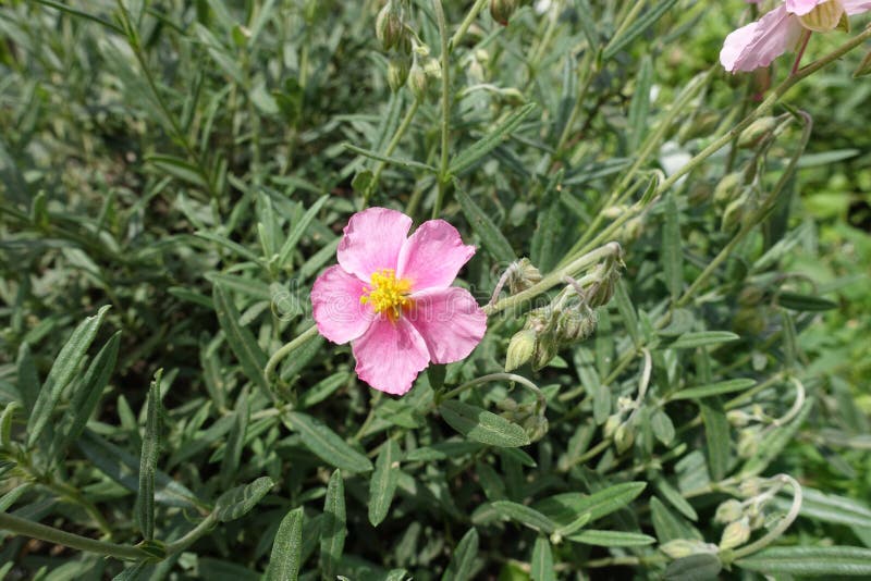 Single Light Pink Flower of Rock Rose in May Stock Image - Image of ...