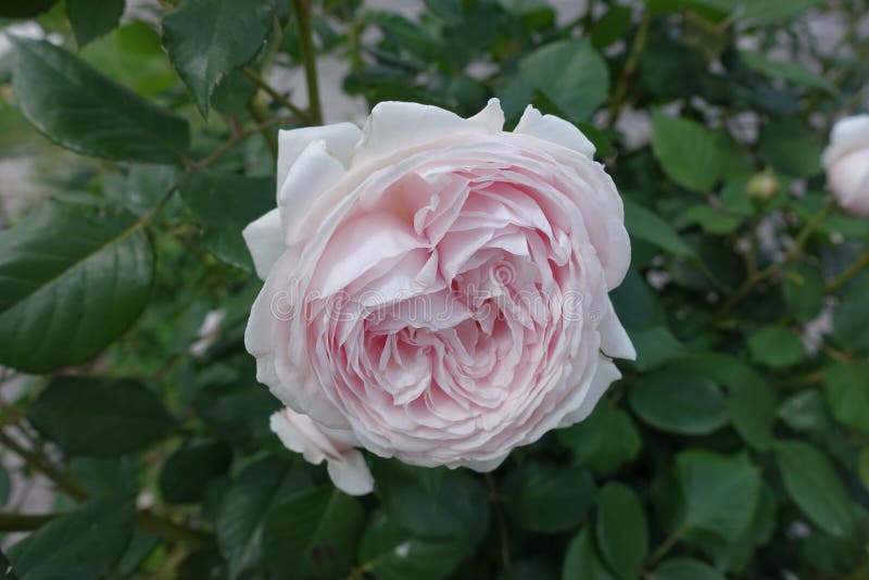 Single Light Pink Flower of Rose Stock Photo - Image of petal, garden ...