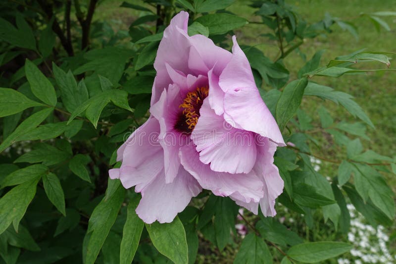 Single Light Pink Flower of Tree Peony Stock Image - Image of rockii ...