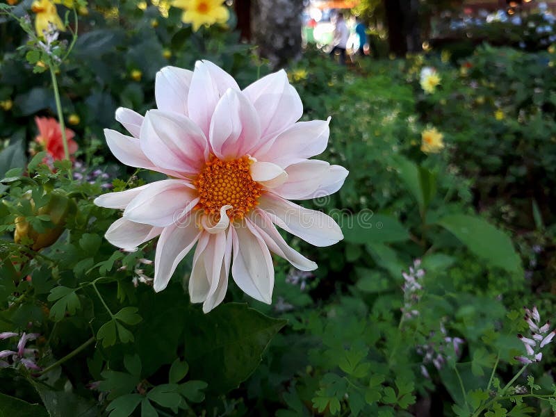 Pink Georgina. stock photo. Image of nature, flower, georgina - 40735572