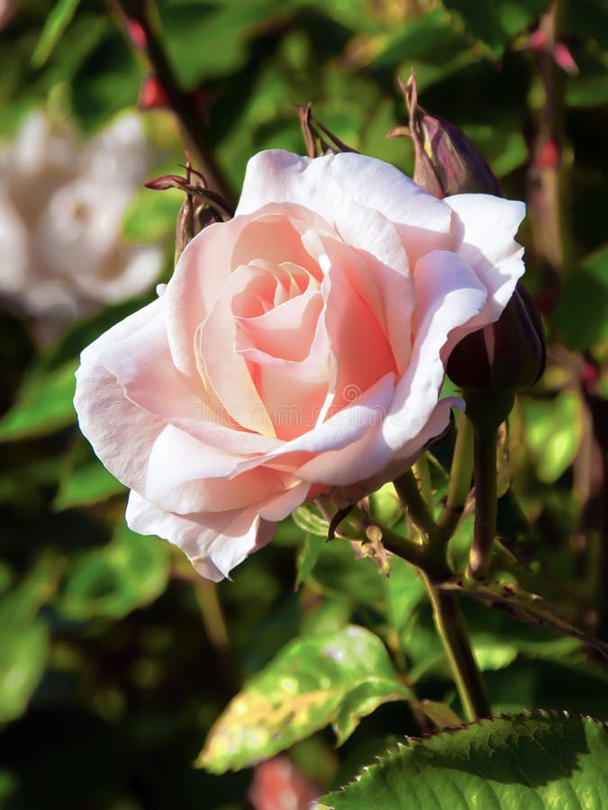 Single light pink rose. stock photo. Image of leaves - 65237740