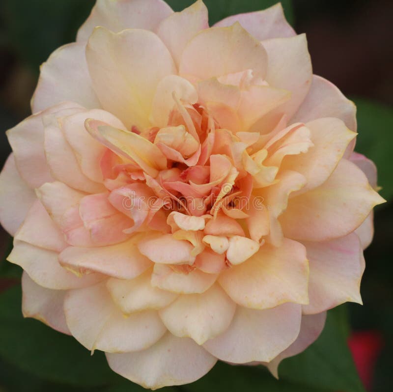 Single Light Pink Rose Head Stock Image - Image of head, rose: 107645081