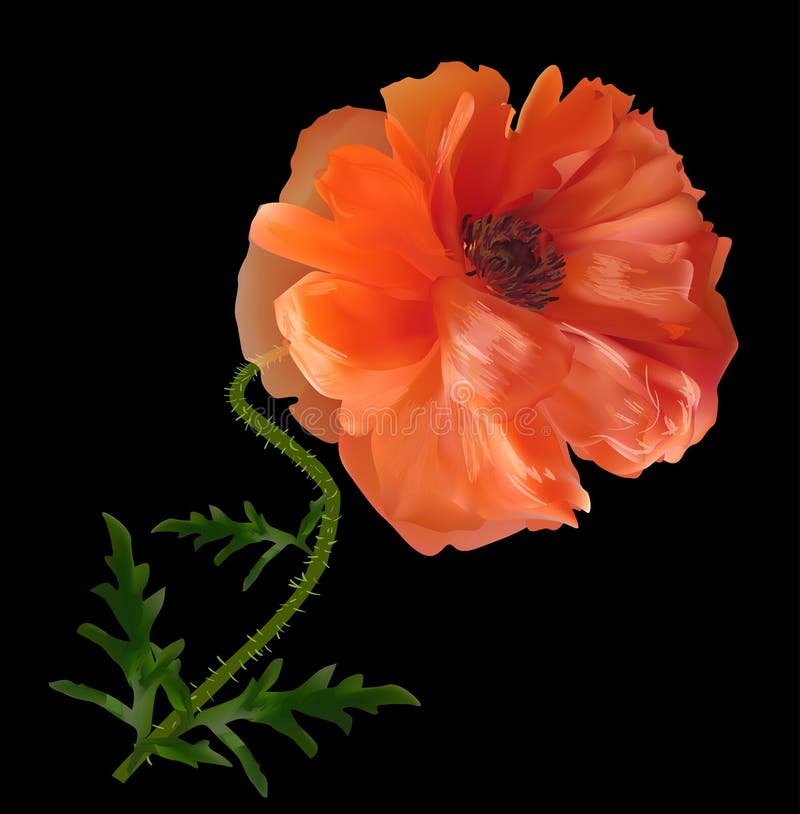Single Light Poppy Flower Isolated on Black Stock Vector - Illustration ...