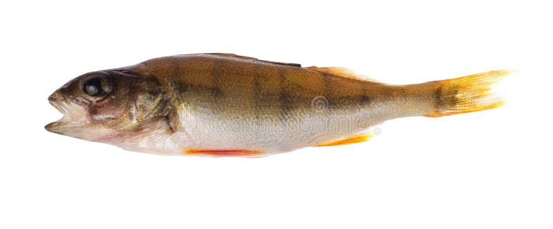 Single Light Small Perch on White Stock Photo - Image of close, object ...