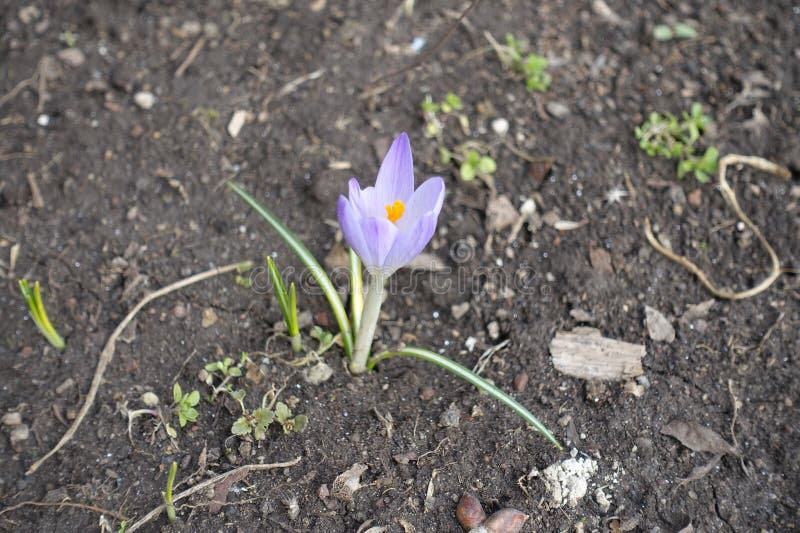 Single Light Violet Flower of Crocus Tommasinianus in February Stock ...