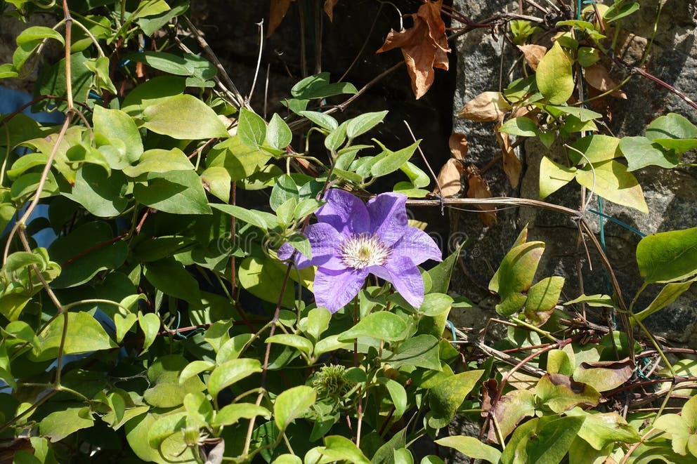 Single Violet Flower in the Leafage of Clematis in August Stock Photo ...