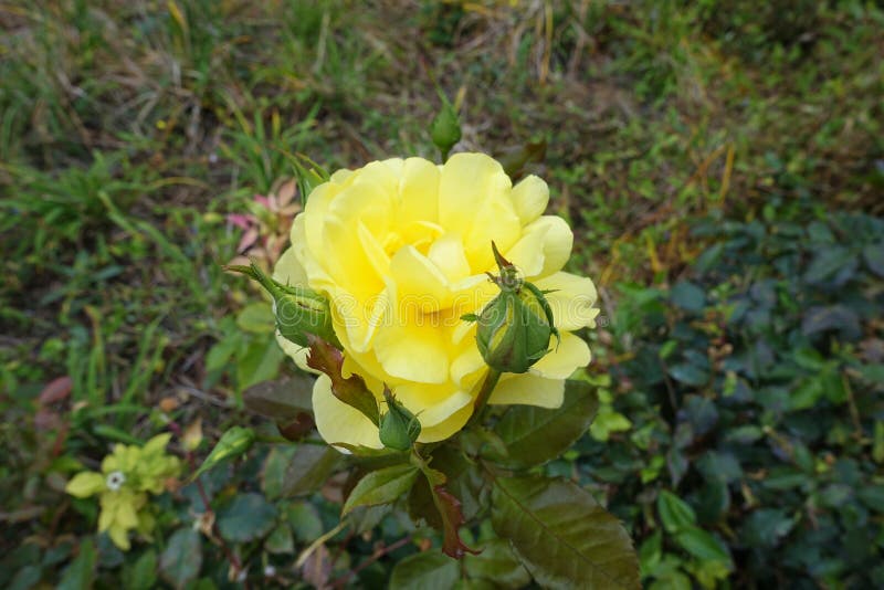 Single Light Yellow Flower and Buds of Rose in October Stock Photo ...