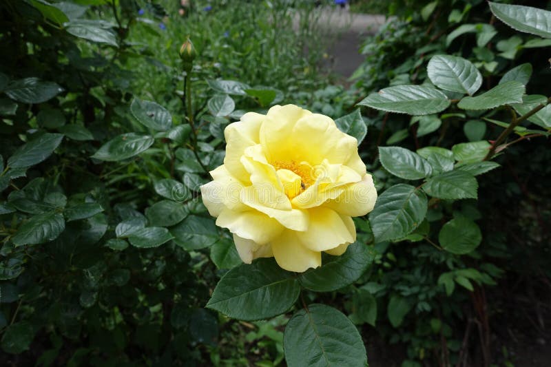Single Yellow Flower of Rose in June Stock Image - Image of flora ...