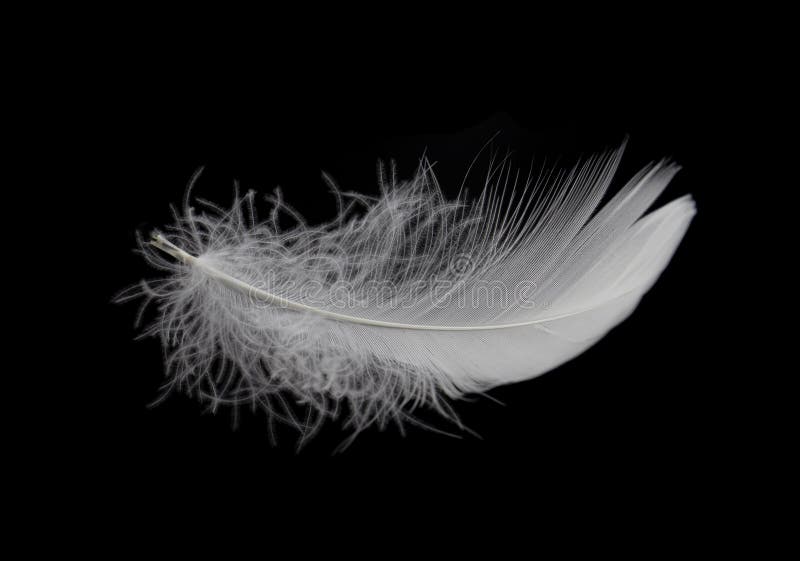 Soft Black and Gray Feathers Floating in the Air, Isolated on White ...