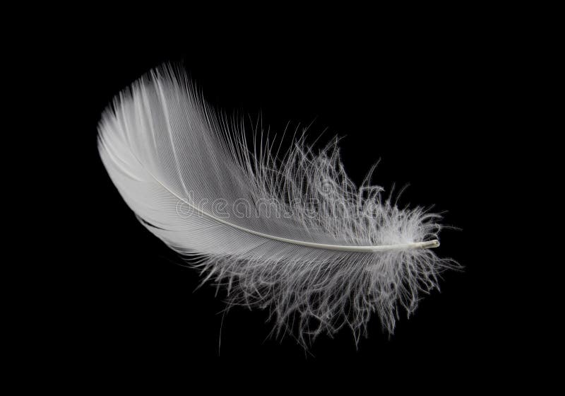 505 Single Lightweight Soft Feather Isolated Black Background Stock ...