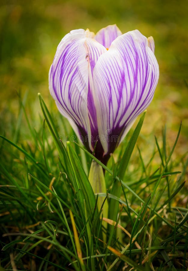 Single lilac crocus stock image. Image of petal, flower - 55809323