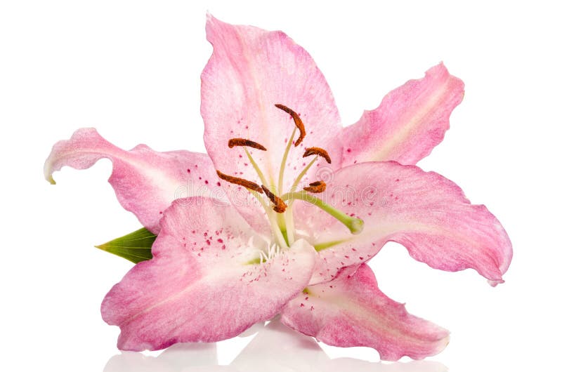 Single lilly flower stock image. Image of isolated, detail - 69200707