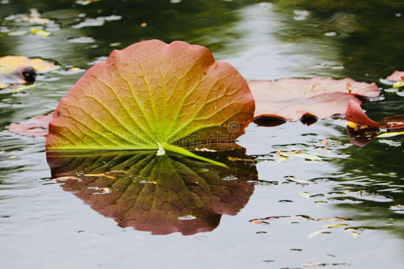 Single Lilly Leaf Reflections Stock Image - Image of water, lilly ...