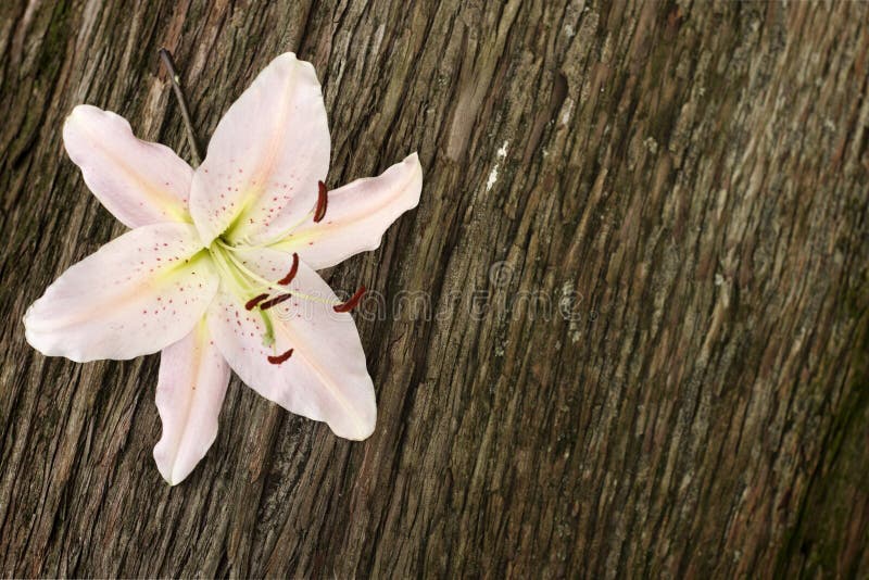 Single lily flower on wood stock photo. Image of lily - 18631462