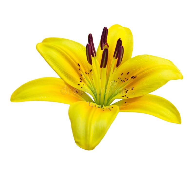 Single Lily Flower stock image. Image of loveliness, inflorescence ...