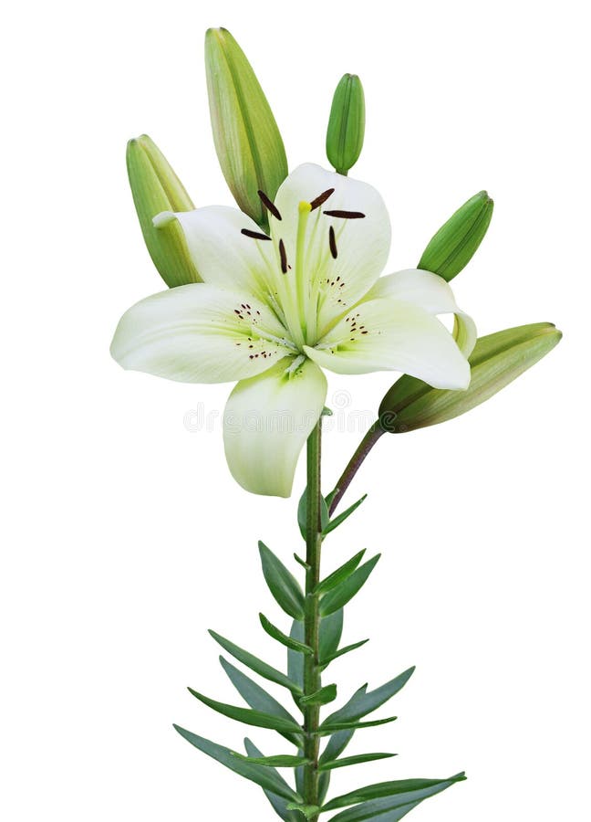 Single Lily Flower stock image. Image of head, leaf, background - 13178763