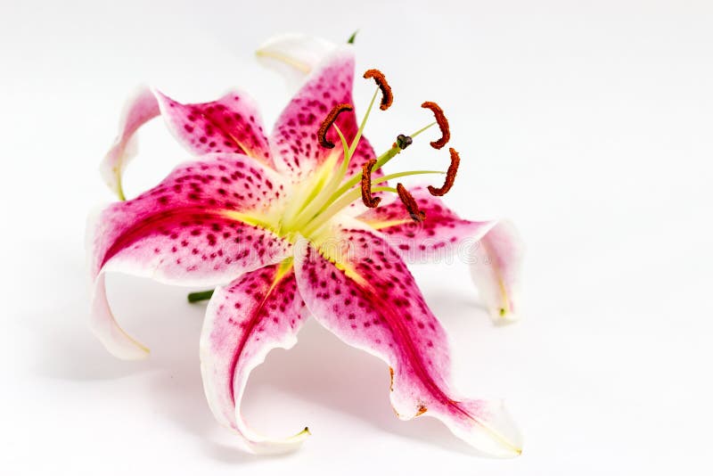 Single Lily on White Background Stock Photo - Image of macro, leaves ...