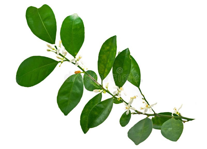 Lime Leaf with Flower Isolated on White Background Stock Photo - Image ...