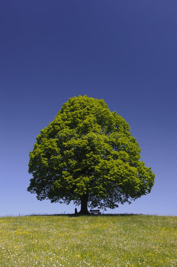 Single big linden tree stock image. Image of branch, lonely - 30981585