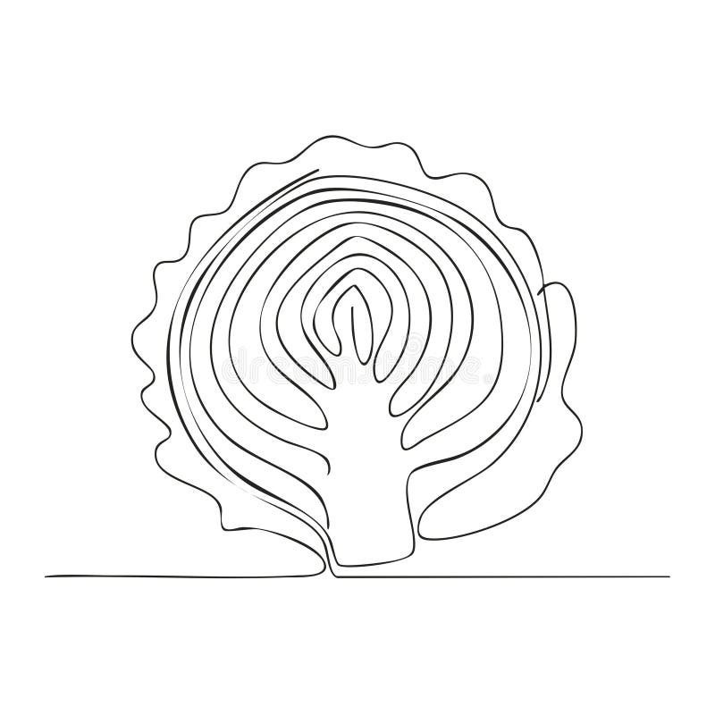 Single Line Drawing of a Cabbage Halved Revealing Layers and Stem Stock ...