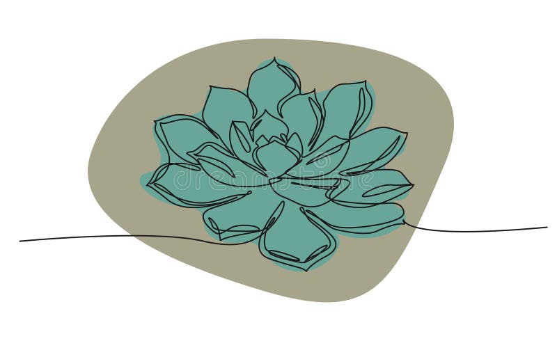 Single Line Drawing of Echeveria Succulent Plant Stock Illustration ...