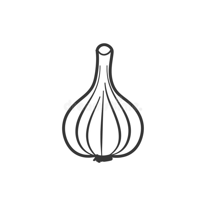 Allium Line Drawing Stock Illustrations – 199 Allium Line Drawing Stock ...