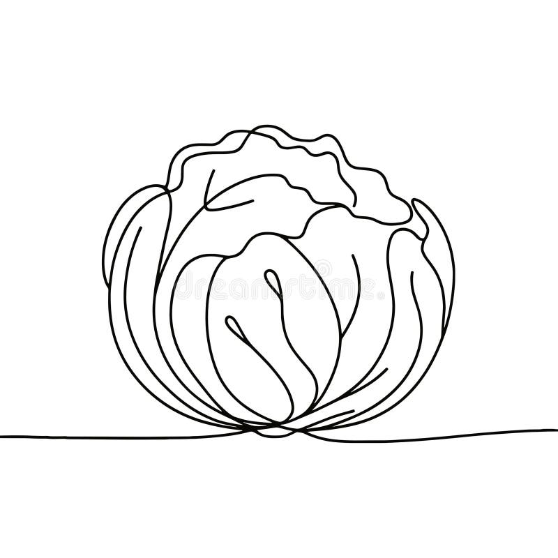 A Single Line Drawing of a Head of Lettuce Stock Illustration ...