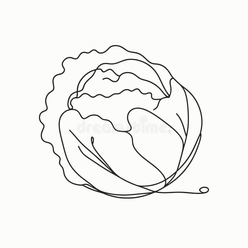 A Single Line Drawing of a Head of Lettuce Stock Illustration ...