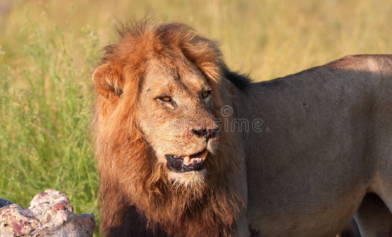 Single Lion (panthera Leo) in Savannah Stock Image - Image of carnivore ...