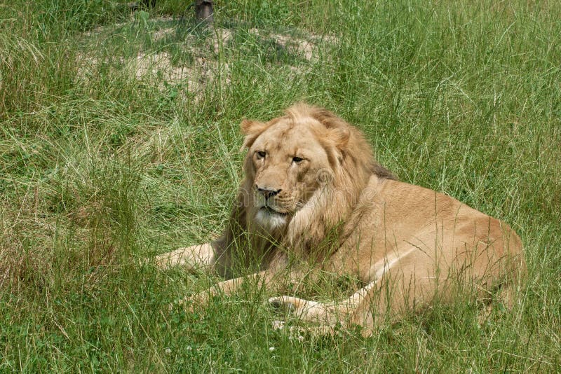 Single Lion Sitting on the Grass Stock Photo - Image of green, brown ...